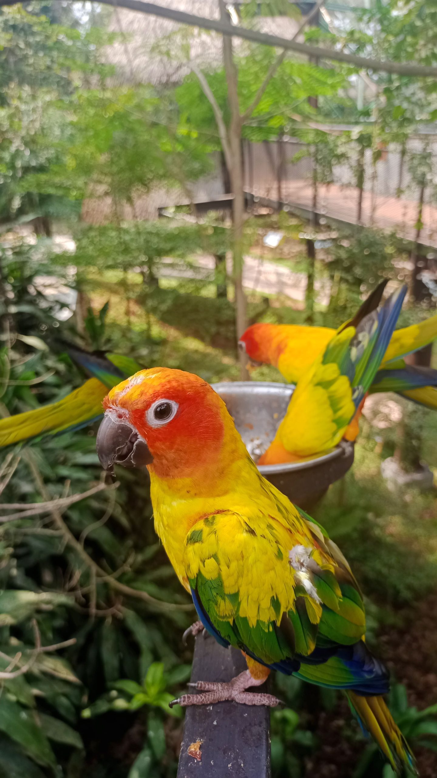 New Wildlife Discoveries at Taman Mini Indonesia Indah - NOW! Jakarta
